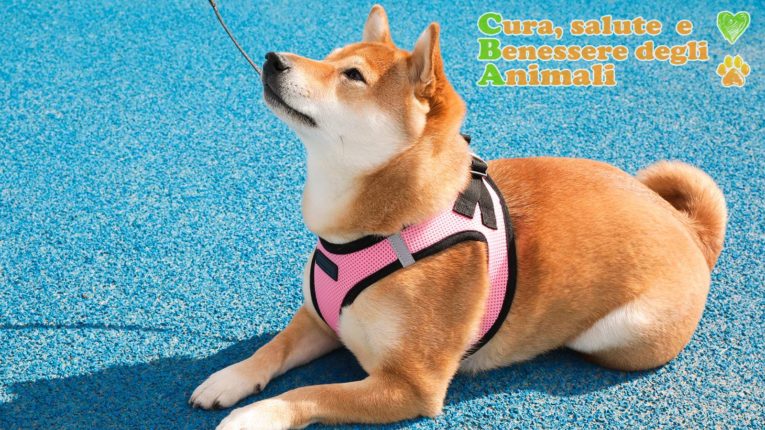 Come scegliere le pettorine per cani grandi, taglia media e cuccioli